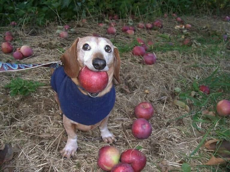 40 Random Funny Animal Pictures That Feel Like A Glitch In A Very Cute ...