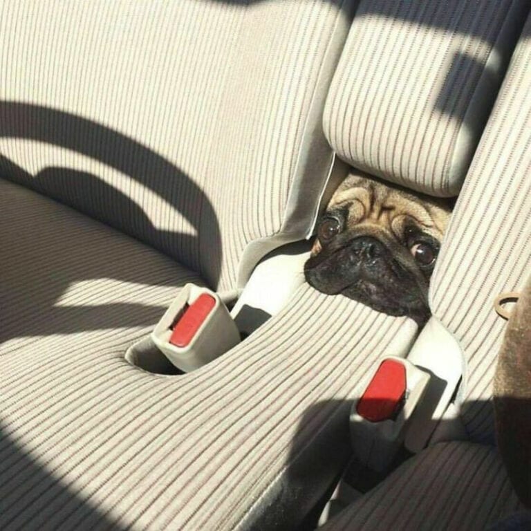 40 Random Funny Animal Pictures That Feel Like A Glitch In A Very Cute ...