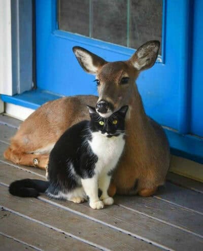 40 Random Funny Animal Pictures That Feel Like A Glitch In A Very Cute ...