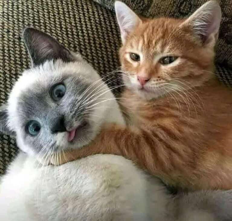 40 Random Funny Animal Pictures That Feel Like A Glitch In A Very Cute ...