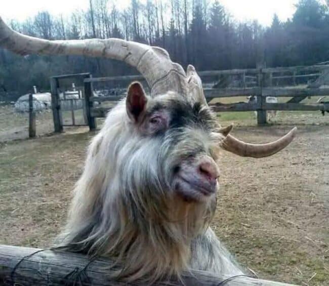 40 Random Funny Animal Pictures That Feel Like A Glitch In A Very Cute ...