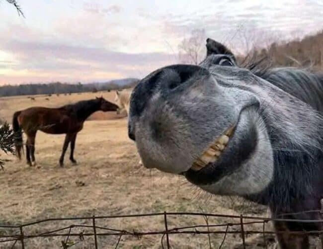 40 Random Funny Animal Pictures That Feel Like A Glitch In A Very Cute ...