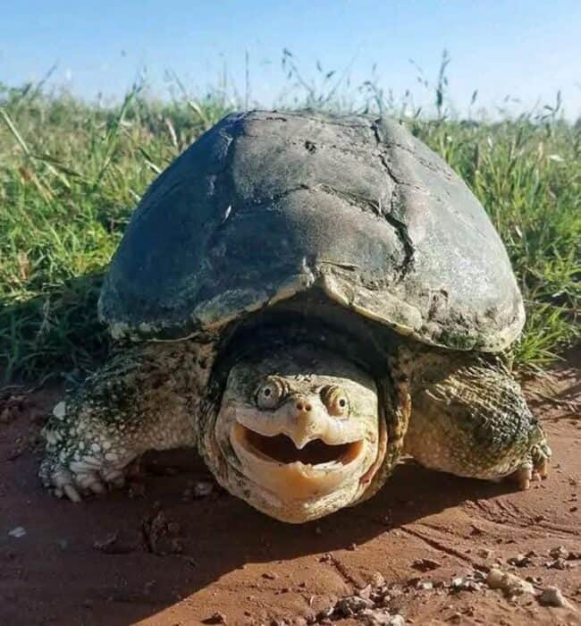 40 Random Funny Animal Pictures That Feel Like A Glitch In A Very Cute ...