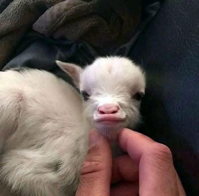 40 Random Funny Animal Pictures That Feel Like A Glitch In A Very Cute ...