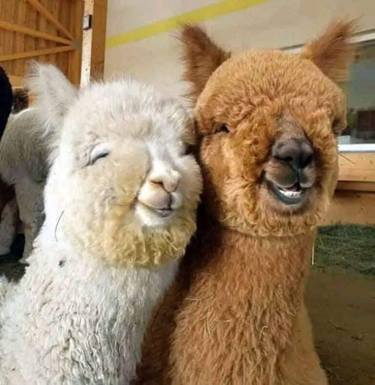 40 Random Funny Animal Pictures That Feel Like A Glitch In A Very Cute ...