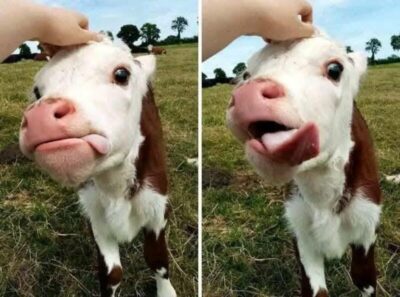 40 Random Funny Animal Pictures That Feel Like A Glitch In A Very Cute ...
