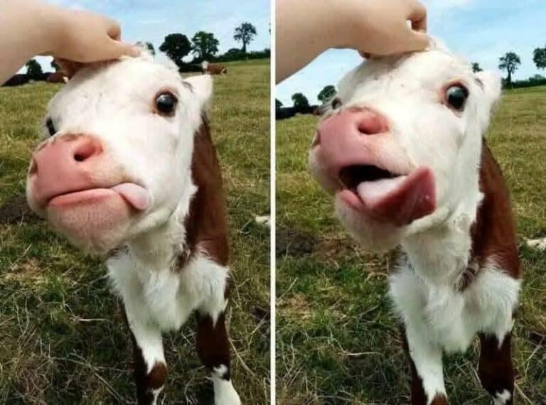 40 Random Funny Animal Pictures That Feel Like A Glitch In A Very Cute ...