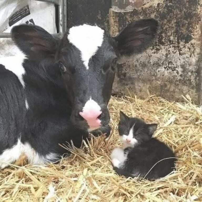 40 Random Funny Animal Pictures That Feel Like A Glitch In A Very Cute ...