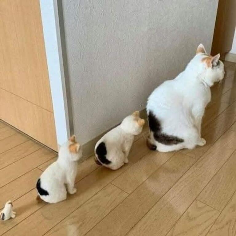 40 Random Funny Animal Pictures That Feel Like A Glitch In A Very Cute ...