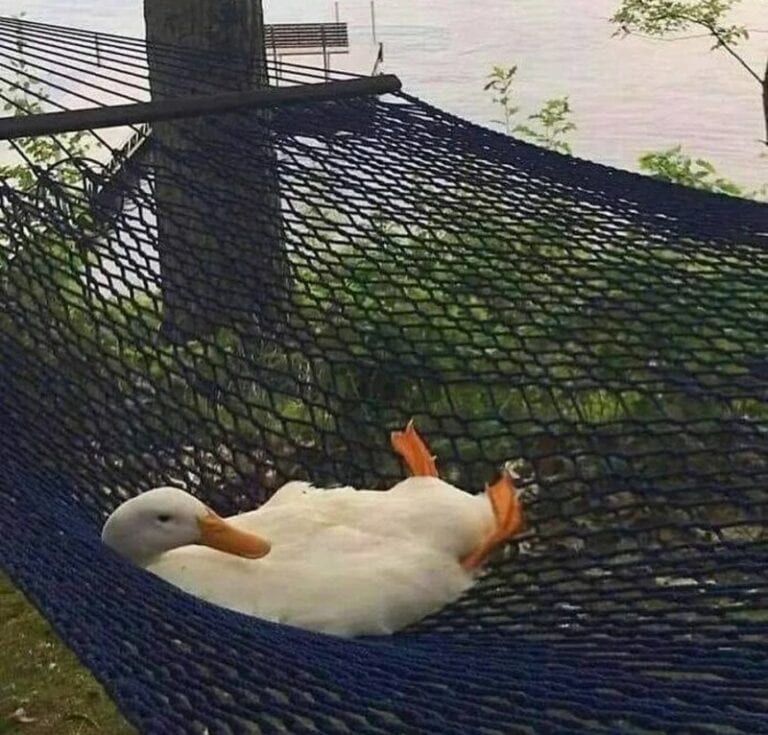 40 Random Funny Animal Pictures That Feel Like A Glitch In A Very Cute ...