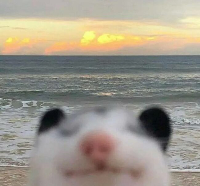 40 Random Funny Animal Pictures That Feel Like A Glitch In A Very Cute ...