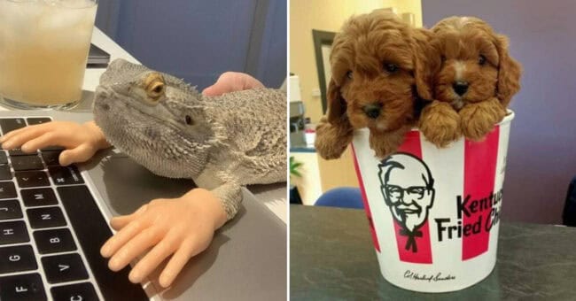 40 Random Funny Animal Pics That Are Exactly What You Need Right Now ...
