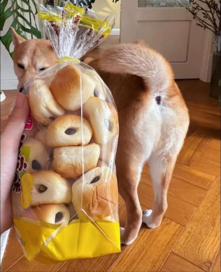 40 Random Funny Animal Pics That Are Exactly What You Need Right Now ...