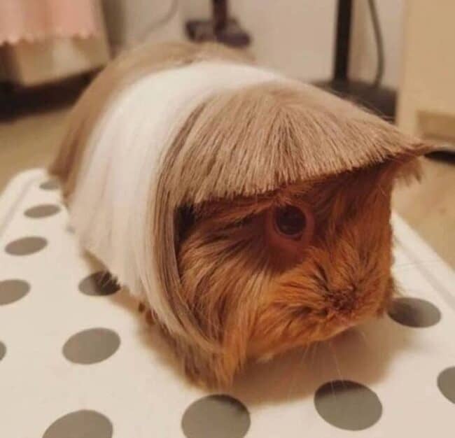 40 Random Funny Animal Pics That Are Exactly What You Need Right Now ...
