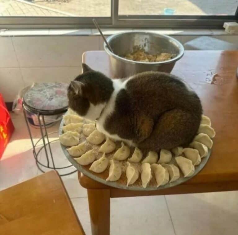40 Random Funny Animal Pics That Are Exactly What You Need Right Now ...