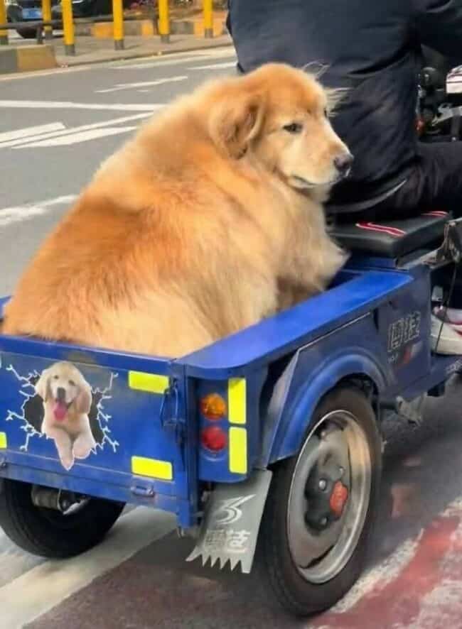 40 Random Funny Animal Pics That Are Exactly What You Need Right Now ...