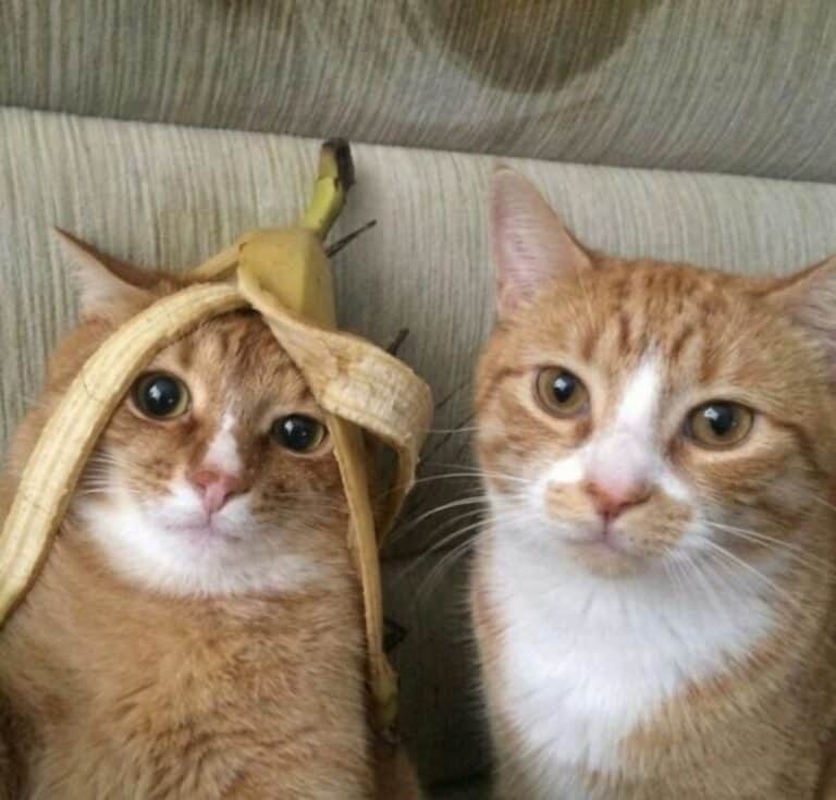 40 Random Funny Animal Pics That Are Exactly What You Need Right Now ...
