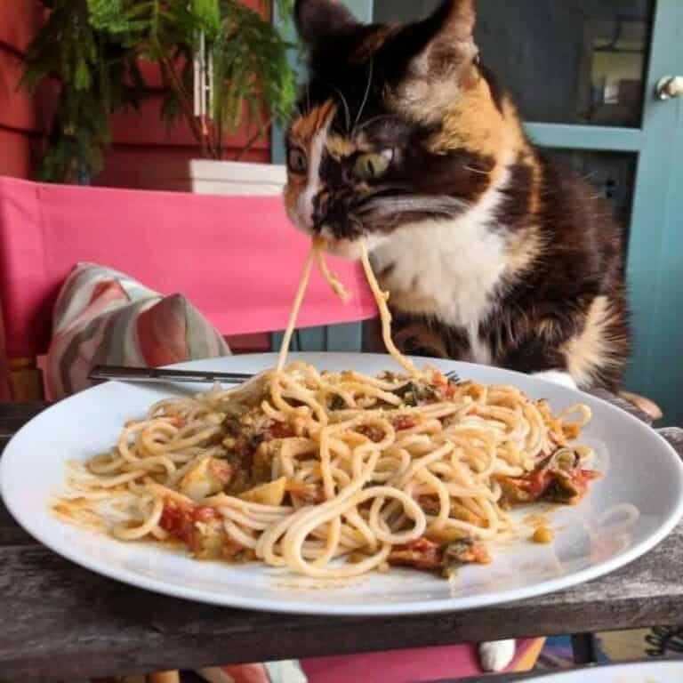 40 Random Funny Animal Pics That Are Exactly What You Need Right Now ...