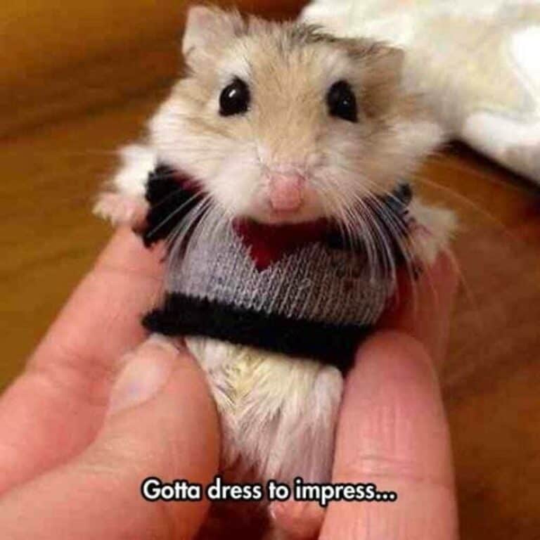 40 Random Funny Animal Pics That Are Exactly What You Need Right Now ...