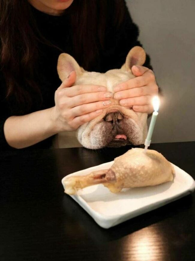 40 Random Funny Animal Pics That Are Exactly What You Need Right Now ...