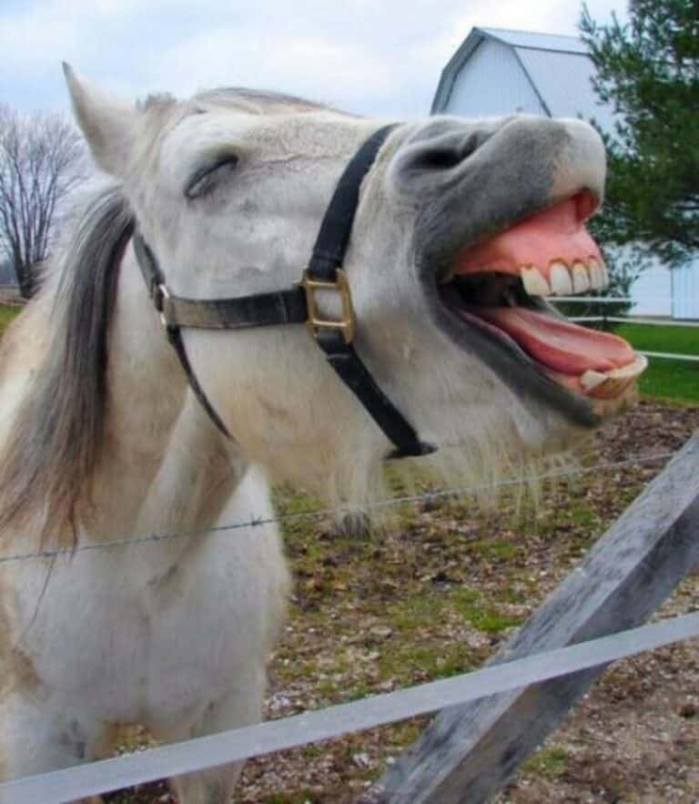 40 Random Funny Animal Pics That Are Exactly What You Need Right Now ...