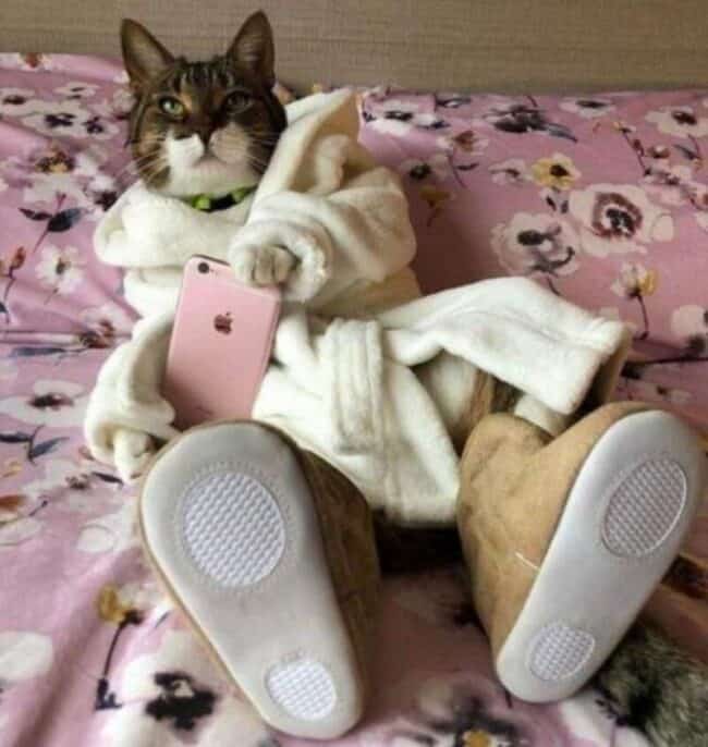 40 Random Funny Animal Pics That Are Exactly What You Need Right Now ...