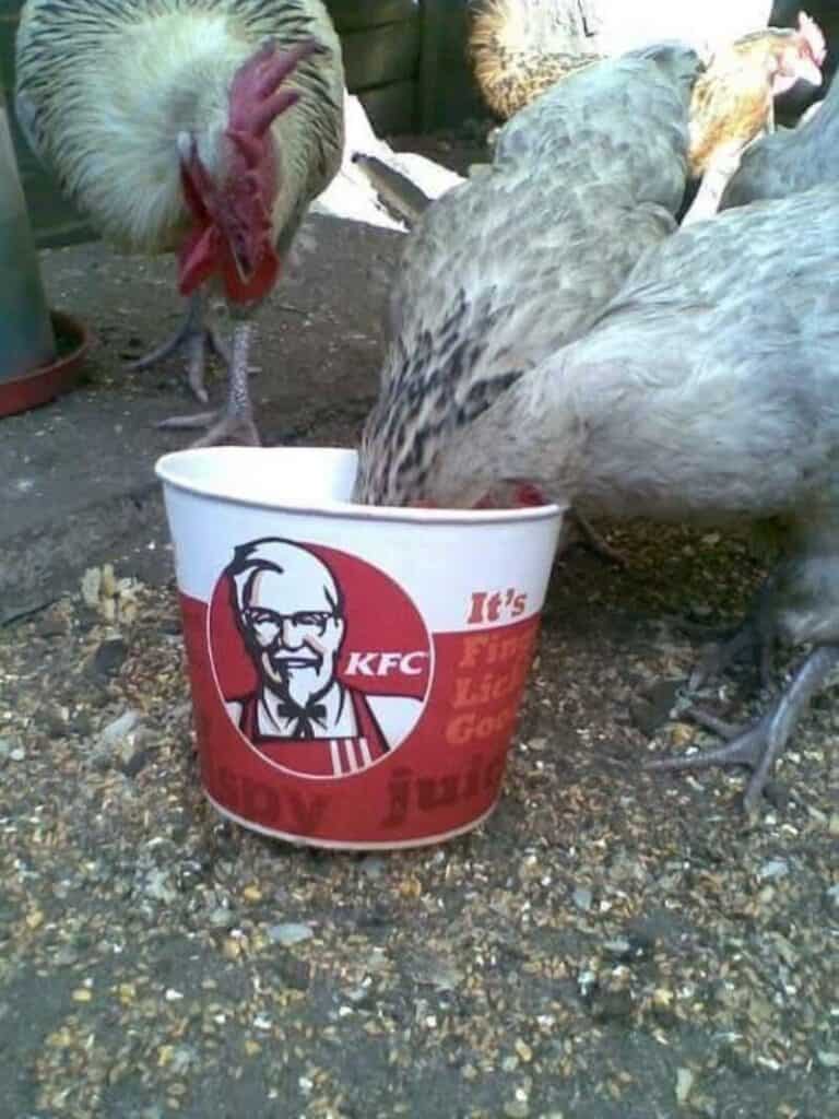 40 Random Funny Animal Pics That Are Exactly What You Need Right Now ...