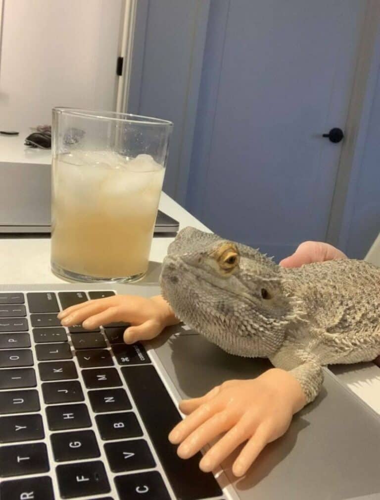 40 Random Funny Animal Pics That Are Exactly What You Need Right Now ...