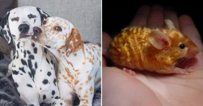 67 Rare Animal Color Mutations That Feel Like A Glitch In Real Life