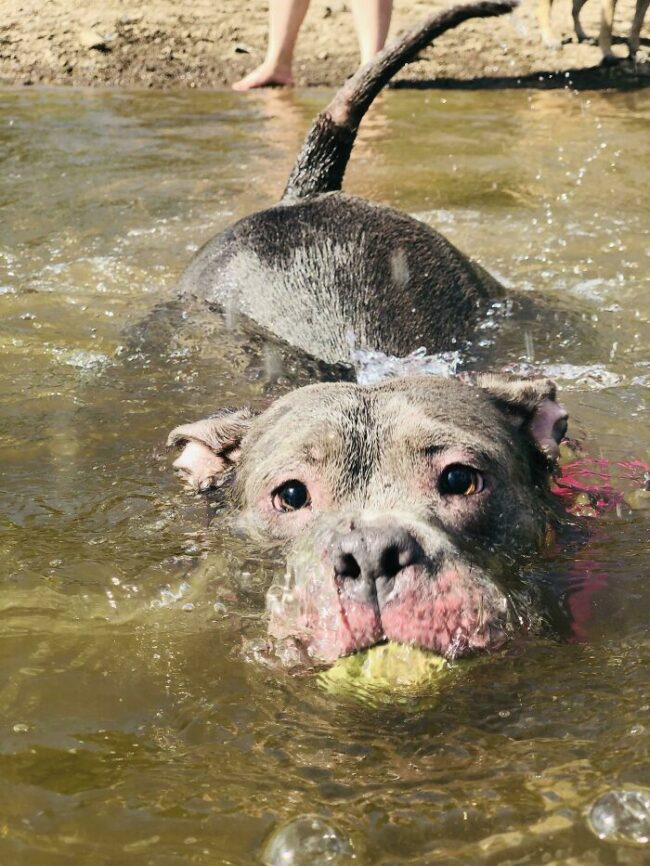 40 Pets Reacting To Water Like It Was Their First Day On Earth