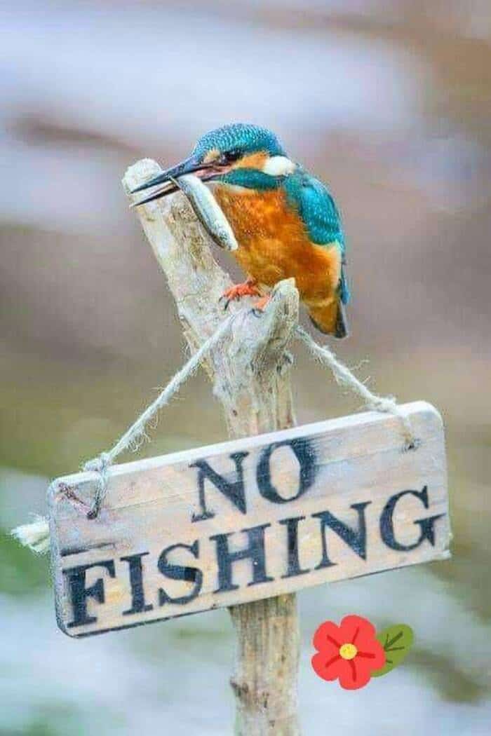 36 Random Funny Animal Pics That Are Pure Internet Comfort Food