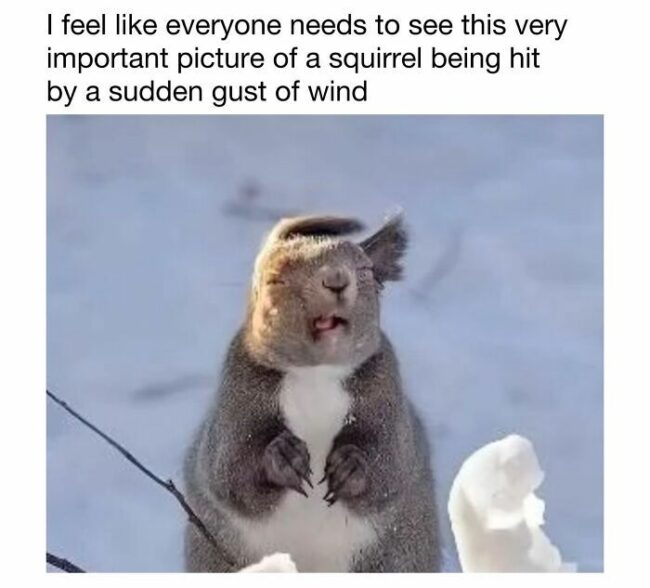 36 Random Funny Animal Pics That Are Pure Internet Comfort Food