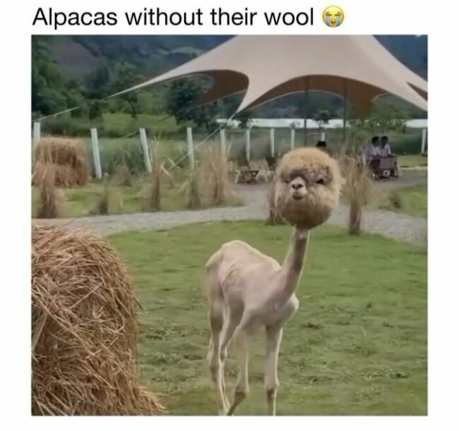 36 Random Funny Animal Pics That Are Pure Internet Comfort Food