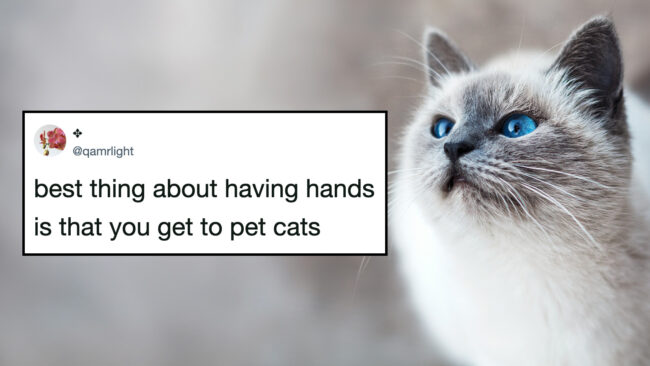 30 Funniest Cat Tweets For People Who Have Accepted That The Cat Runs ...