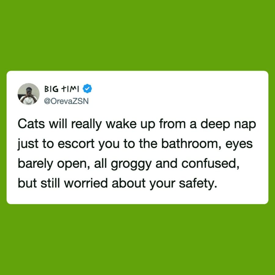 30 Funniest Cat Tweets For People Who Have Accepted That The Cat Runs ...