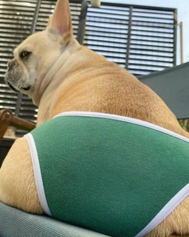 35 Random Funny Animal Pictures That Make A Pretty Strong Case For ...