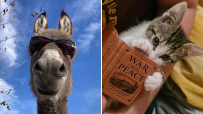 35 Random Funny Animal Pictures For Anyone Who Needs Proof That Nature ...