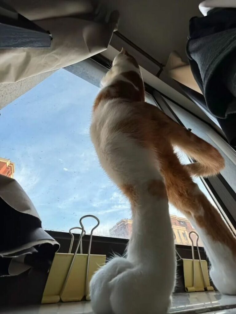 45 Funny Cat Pics From This Account Featuring Cats Who Live By Their ...