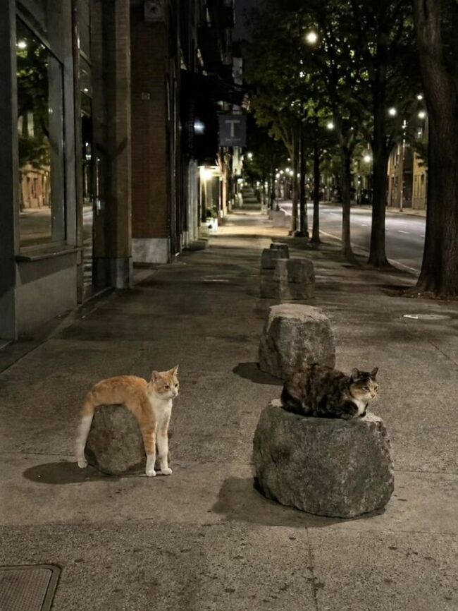 45 Funny Cat Pics From This Account Featuring Cats Who Live By Their ...